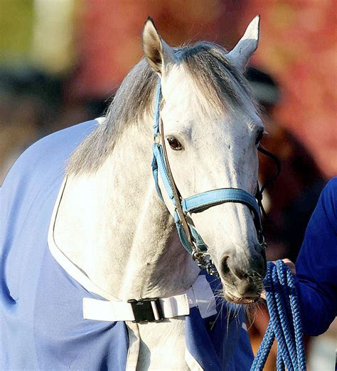 【注目馬動向】シルヴァーソニックは重ハンデのサウジアラビア遠征を回避 阪神大賞典を目標に調整 スポーツ報知