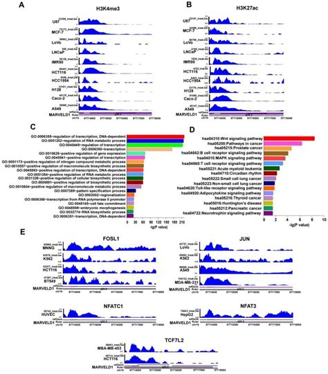 Histone Modification And Transcription Factor Tfs Bind To The Marvel