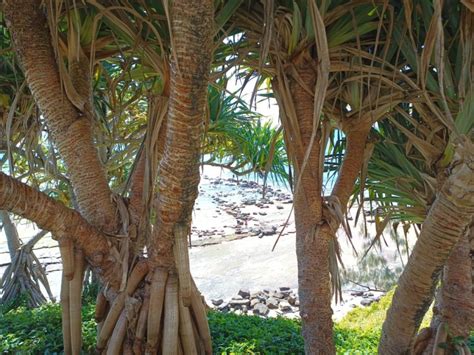 Possum Galore A Life Down Under