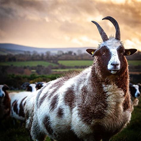 [oc] A Jacob Sheep Ewe Called Maureen During Golden Hour 📸 🐑 R Pics