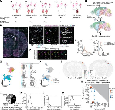 Figures And Data In Rabies Virus Based Barcoded Neuroanatomy Resolved By Single Cell Rna And In