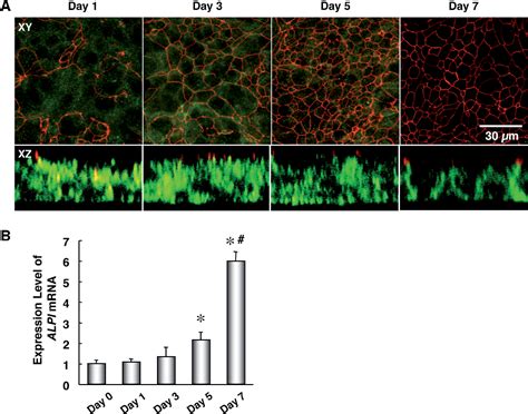 Epithelial Cell Differentiation Semantic Scholar