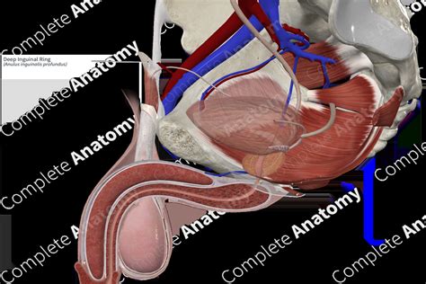 Deep Inguinal Ring Complete Anatomy