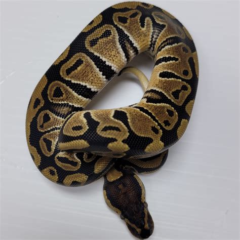 Gs Normal Ball Python