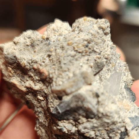 They Look Alive Still Kind Of Creepy Looking Fossil Any One Seen Something Like This Before