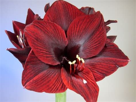 Amarilis Black Pearl Lukovica 28022593