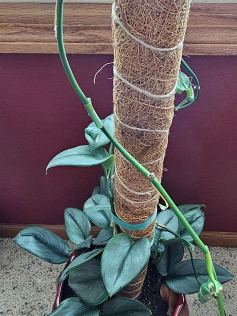 Why Is My Pothos So Leggy Tips To Make Your Plant Fuller Planting