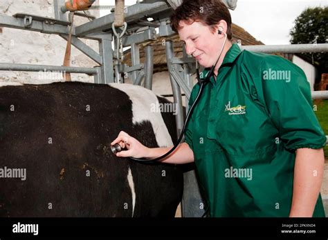 Cattle Farming Vet Checking Health Of Cow Using Stethoscope To Listen To Rumen England