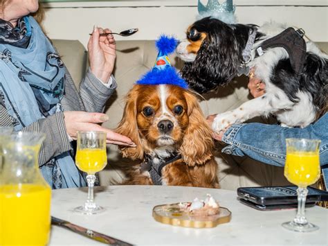 At Restaurants, Dog Menus Are the New Kid Menus - The New York Times