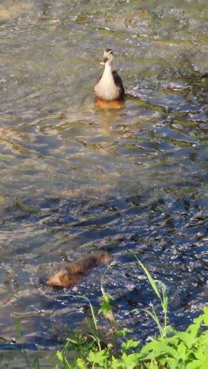 시원한 물속에 발을 담그고 사람구경을 하고있다 홍제천 산책 오리 Youtube