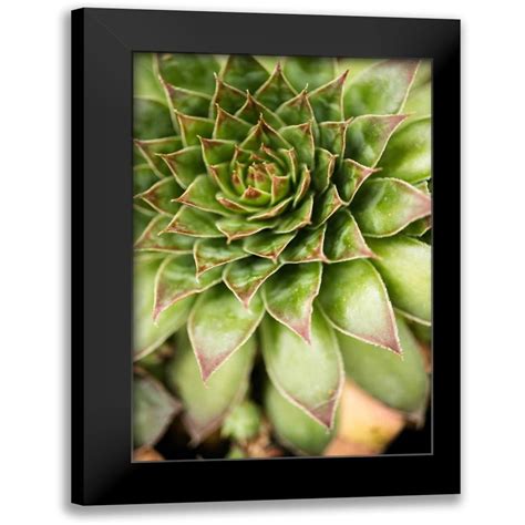 Berzel Erin 17x24 Black Modern Framed Museum Art Print Titled Sempervivum Succulent Iv