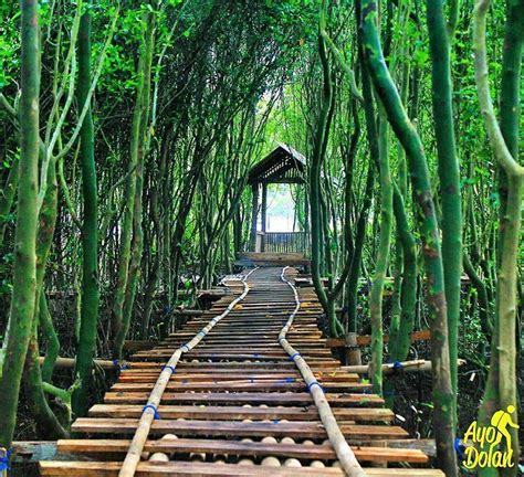 Hutan Mangrove Jembatan Api Api Foto Lokasi Rute Harga Tiket