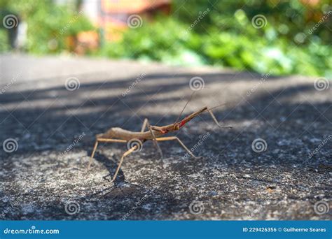 Phasmatodea Stick Insect Walking Natural Camouflage Similar To A Wood