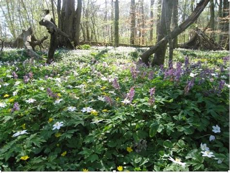 Effects Of Wild Boar Rooting On Wildflower Populations Nordic Journal