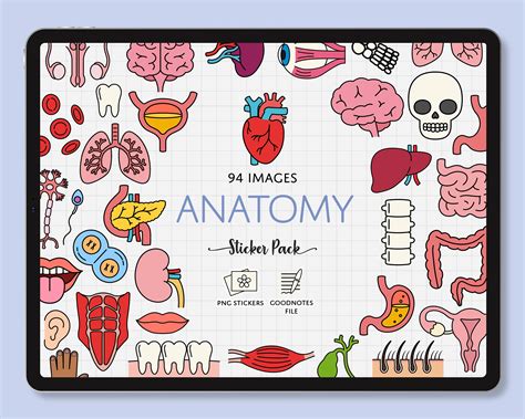 Anatomy Digital Sticker Pack Pre Cropped Human Body Stickers Internal