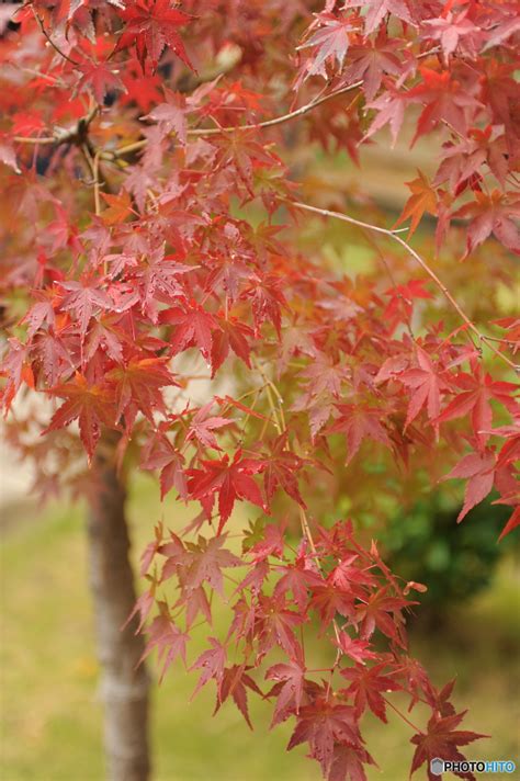 庭のモミジ2018 By Tacarbon （id：8244211） 写真共有サイトphotohito