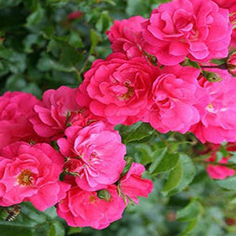 8 In Potted Flower Carpet Pink Supreme Groundcover Rose Plant