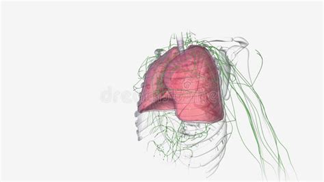 Lymph Nodes Of The Upper Limb Include The Cubital Axillary