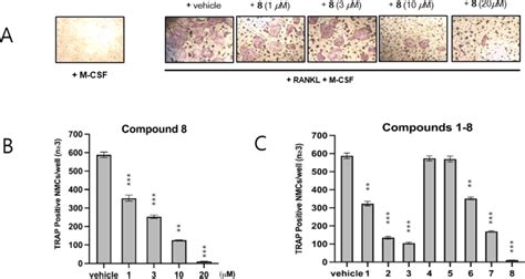 A B Effects Of Compound 8 On Rankl Induced Osteoclast Download