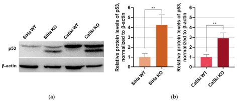 Bar Graphs Representing Qpcr Results Wt Cervical Cancer Cell Lines