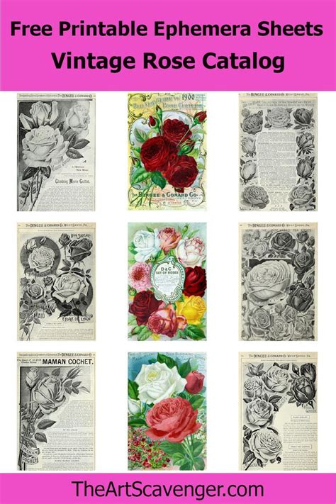 Free Printable Vintage Rose Catalog Ephemera Sheets