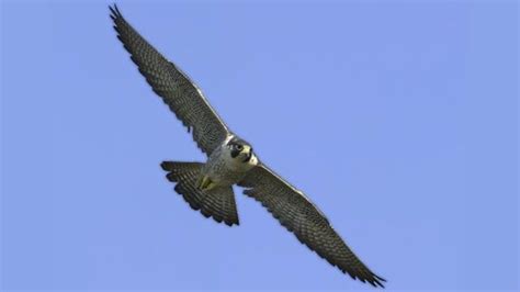 Ds Falcon Cam Live At Richmond Nest