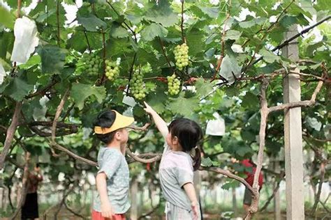 躲开秋老虎这三条上海夏日精品乡村线路不能错过 澎湃号湃客 澎湃新闻 The Paper