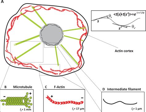 Cytoskeleton Drawing
