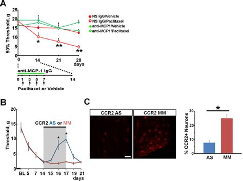 Induction Of Monocyte Chemoattractant Protein MCP And Its Receptor CCR In Primary Sensory
