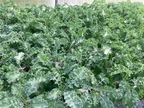 Li Wen Cheah On Linkedin Here Is Our Beautiful Kale Karillo Rz Doing Fantastically In Hot Tropical…