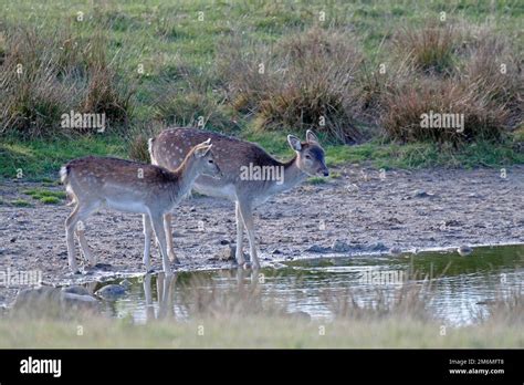 Fallow Deer Hind Fawn Hi Res Stock Photography And Images Alamy