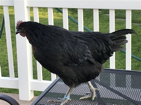 19 Weeks Black Sex Link Backyard Chickens Learn How To Raise Chickens