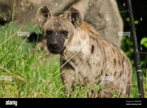 Spotted Hyaena Looking Hyaena Is The Largest Type Of Hyena Polka Dot
