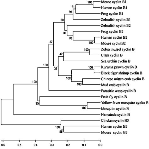 Bootstrapping Phylogenetic Tree Of Cyclin B Proteins From Different
