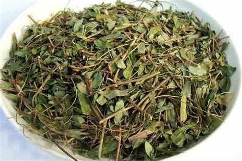 慢性咽炎导致咽喉不适用这个泡水喝真的太给力了