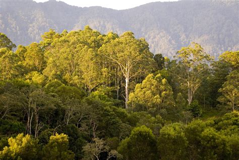 Tom Ferrier Candidate For Lyne