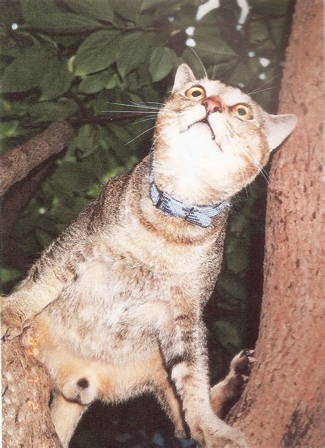 猫コレクション 猫のミュージアム ラッキー・フィールド