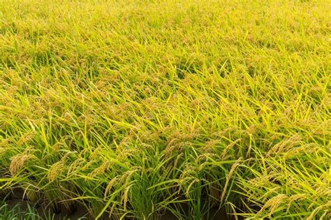 Premium Photo Paddy Field