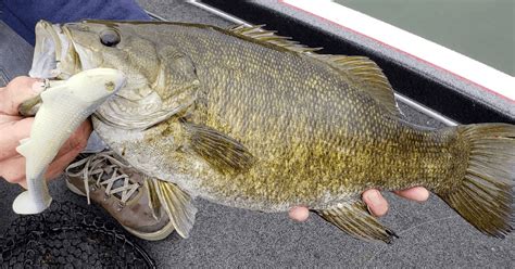 The Best 8 Smallmouth Bass Lakes And Rivers In Pennsylvania