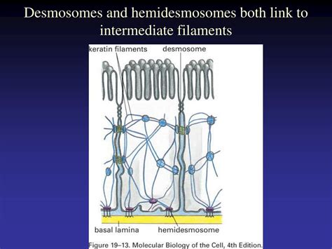 Desmosomes Vs Hemidesmosomes
