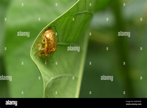 A Golden Tortoise Beetle Aspidimorpha Santaecrucis Surakarta
