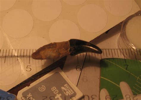 Seal Tooth From Gmr Fossil Id The Fossil Forum