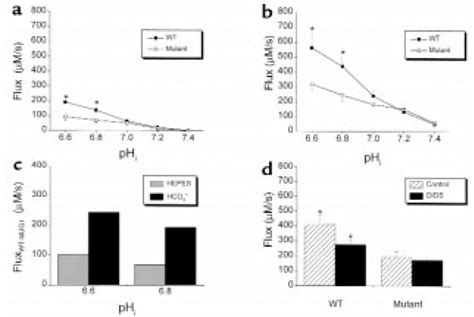 differences in h flux between wt and nhe1 mutant neurons and