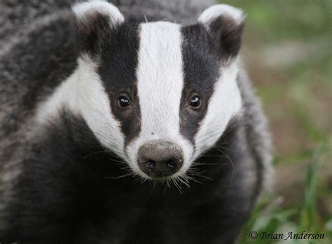 Brian S Birding Blog British Wildlife Centre Badgers
