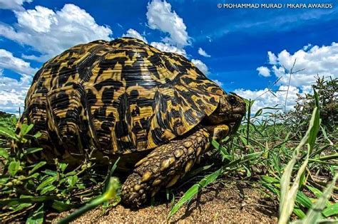 Kuwaiti Receives Highest Honorary Award In Photography Competition