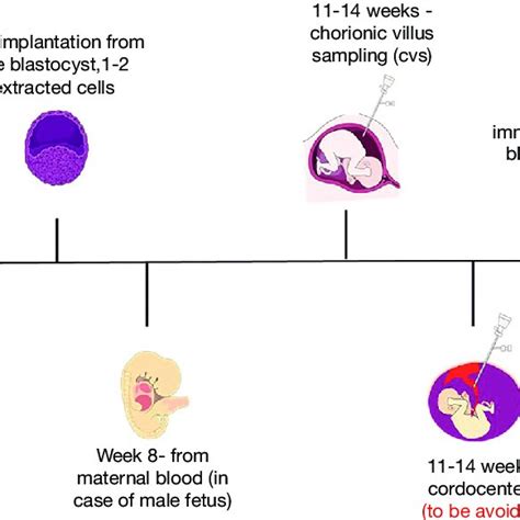 Genetic Testing Can Be Done At Different Timepoint In Conception Download Scientific Diagram