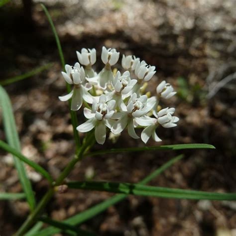 6 Arizona Milkweed Plant Species That Attract Monarch Butterflies