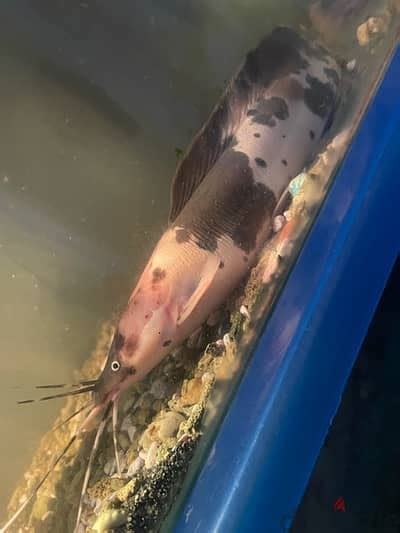 Marble Fish 10inch Fishes 105323255