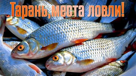 Как правильно ловить тарань весной! Повадки и среда обитания, лучшие ...