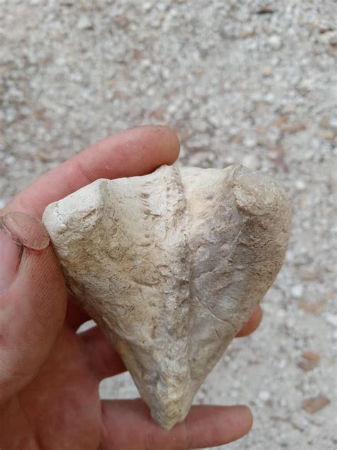 Looks Like A Bivalve But With Eyes R Fossils
